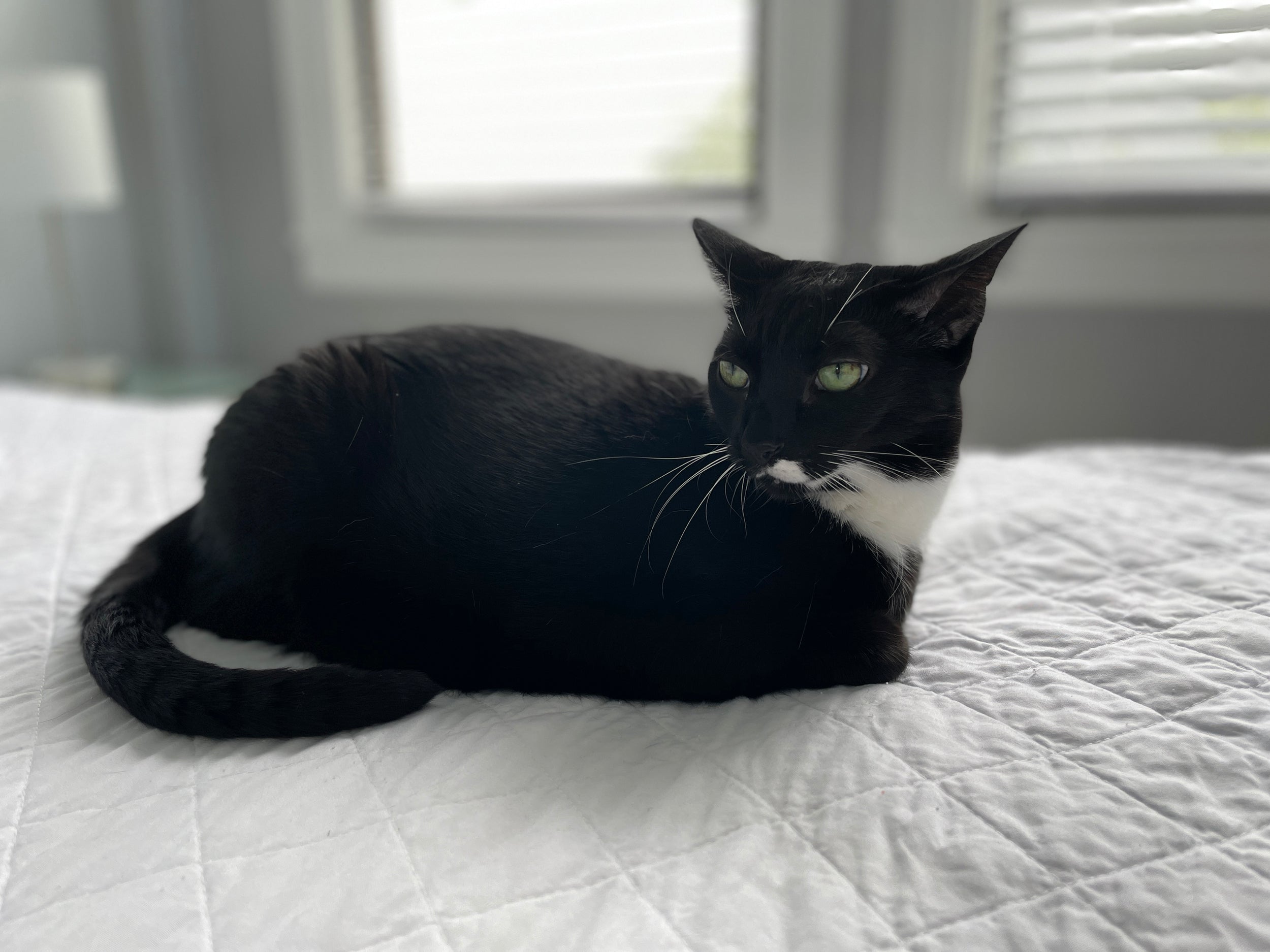 How Did Modern Cats Conquer the World, and our Hearts? – CatsEssentials