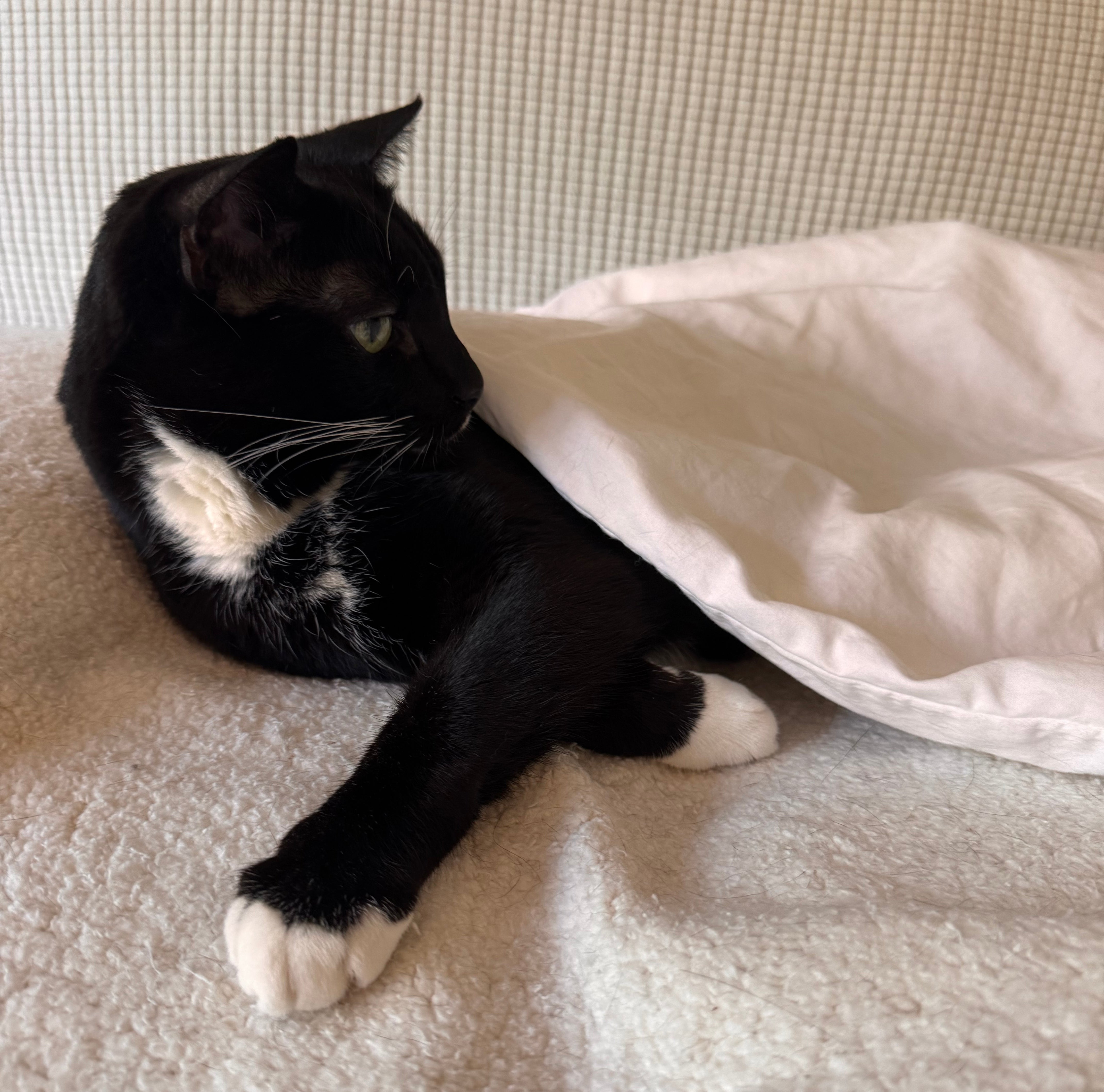 Understanding Osteoarthritis in Cats: Why Early Prevention and Orthope ...