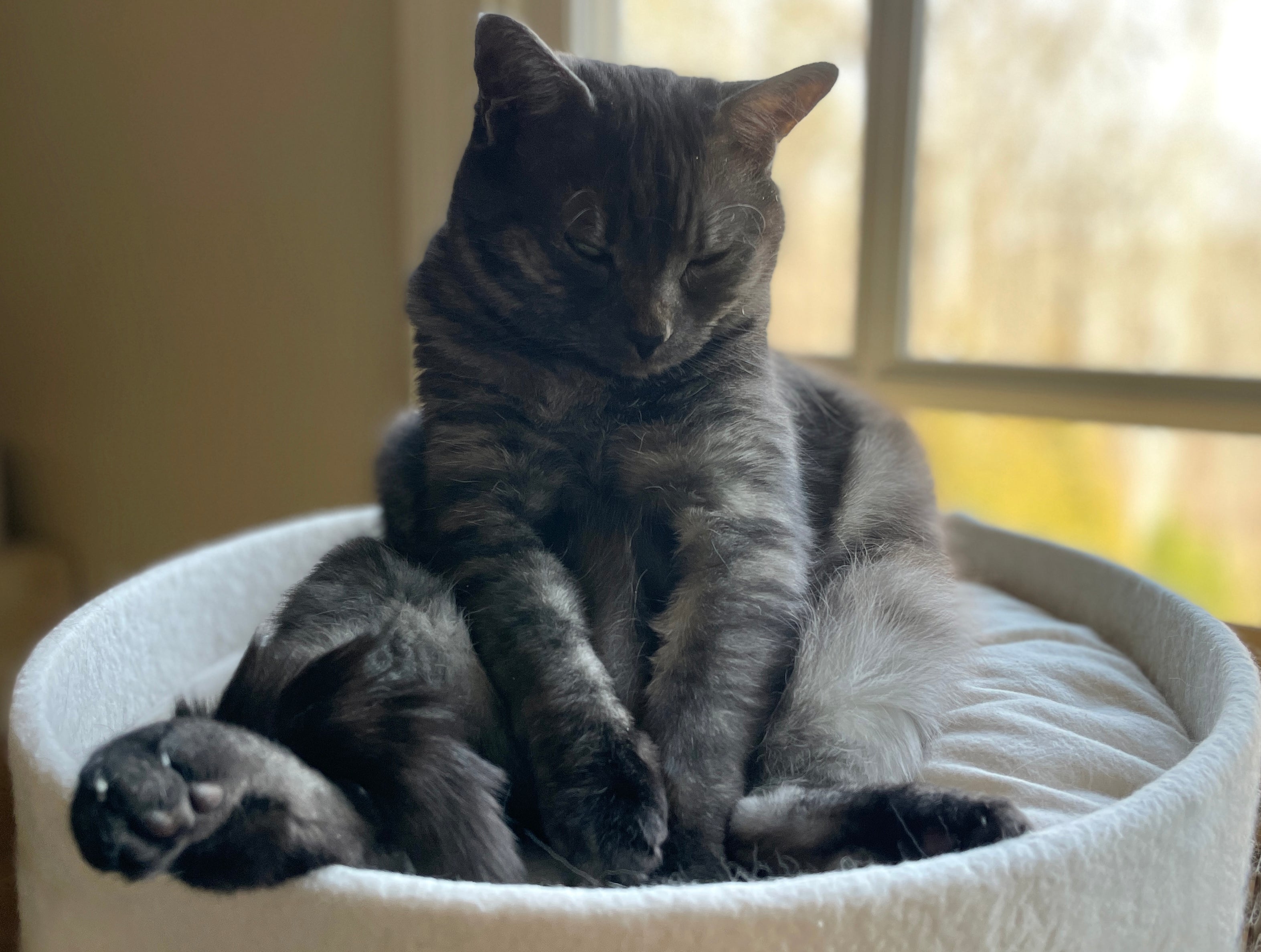 Are Allergies Making Your Cat Miserable? – CatsEssentials