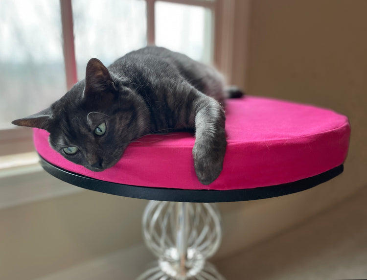 Orthopedic Cat Beds and Covers | CatsEssentials – CatsEssentials