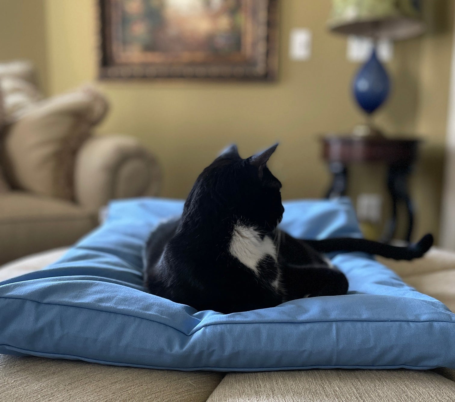 Plush - Cat Bed Pillow – CatsEssentials