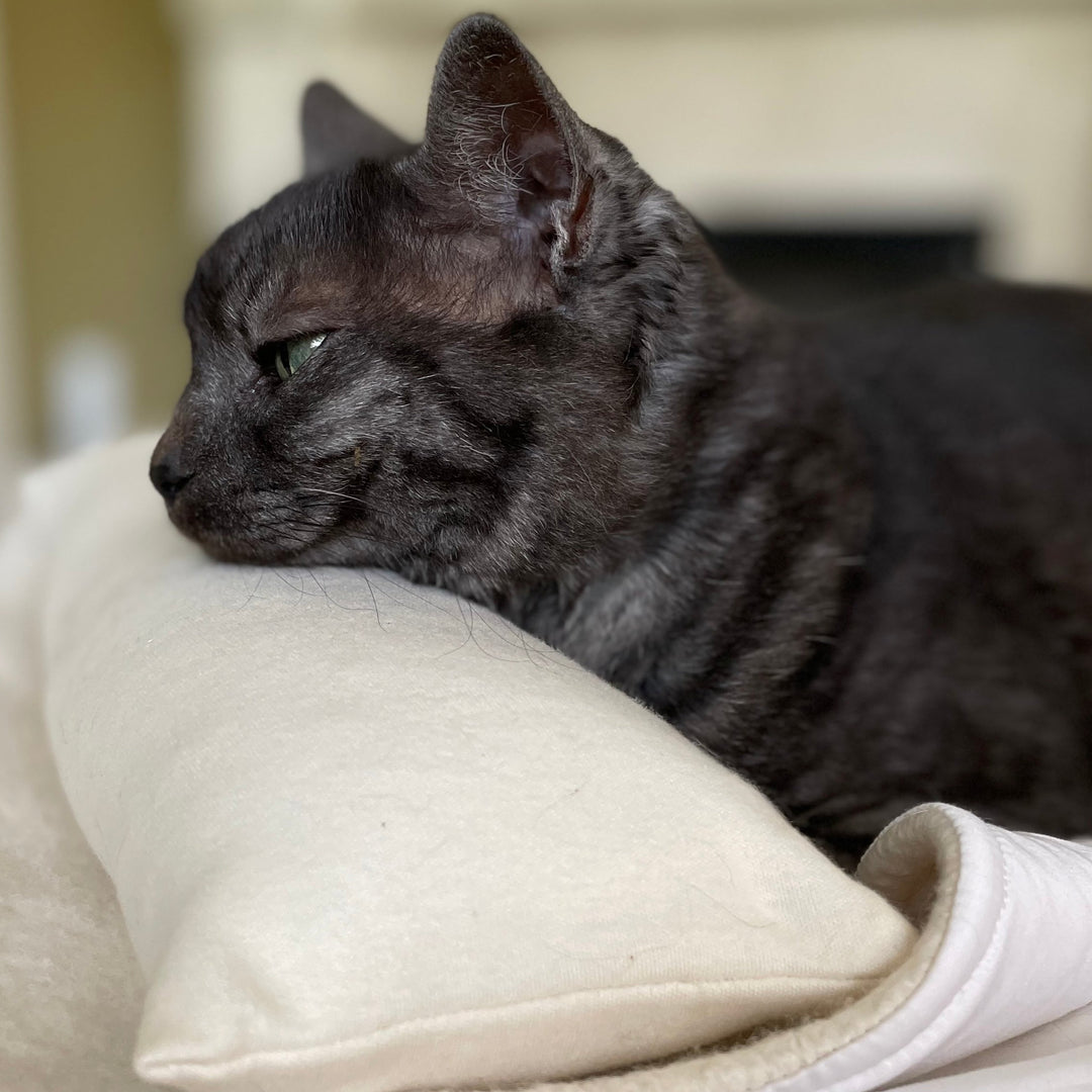 Cat Pillows | CatsEssentials – CatsEssentials